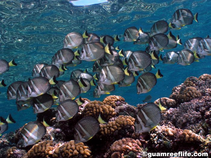 University of Guam researcher discovers unusu | EurekAlert!