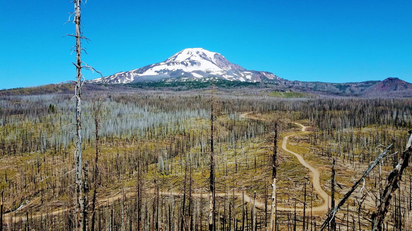 Reburned forest on Mt. Adams [IMAGE] | EurekAlert! Science News Releases