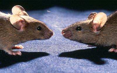 2 Mice Facing Each Other Nose- [IMAGE] | EurekAlert! Science News Releases