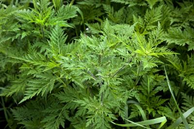 Ragweed [IMAGE] | EurekAlert! Science News Releases