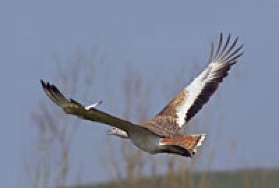 Great Bustard in Flight [IMAGE] | EurekAlert! Science News Releases