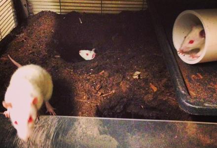 Study looking at natural behaviors of lab rat | EurekAlert!