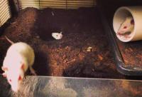 Study looking at natural behaviors of lab rat | EurekAlert!