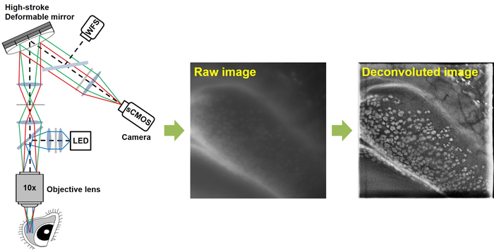 High performance microscopy for non-invasive | EurekAlert!