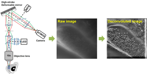 High performance microscopy for non-invasive | EurekAlert!