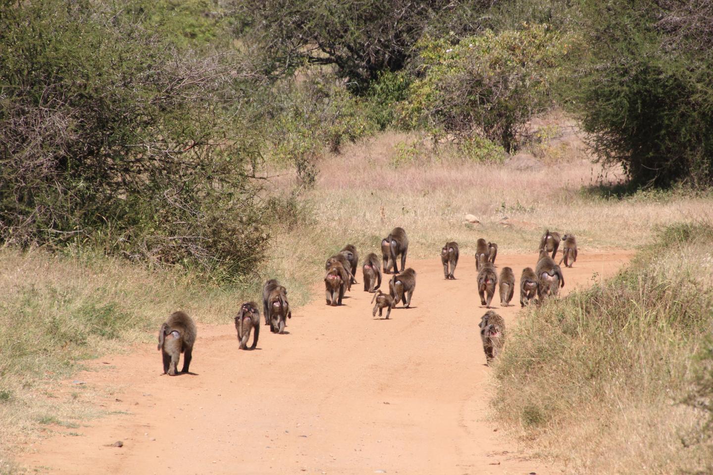 For animal societies, cohesion comes at a cos | EurekAlert!