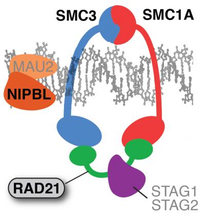 Mutations impair childhood growth and develop | EurekAlert!