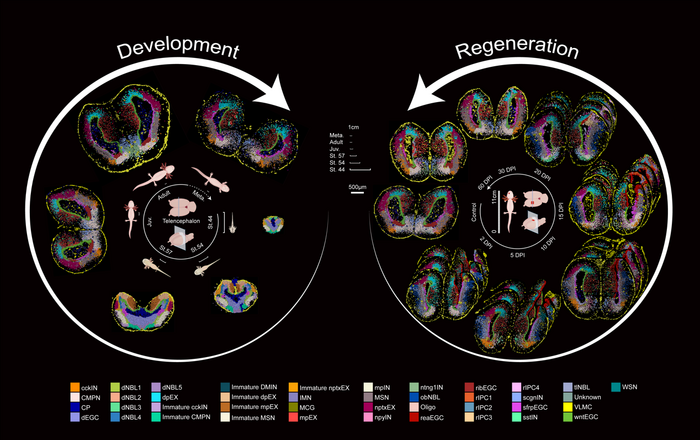Axolotl brain developmental an [IMAGE] | EurekAlert! Science News Releases