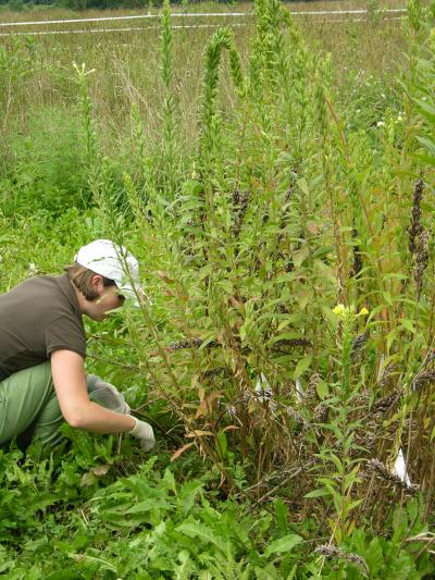Insects Drive Rapid Evolution of Plant Hosts | EurekAlert!