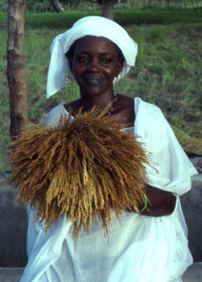 African Rice [IMAGE] | EurekAlert! Science News Releases