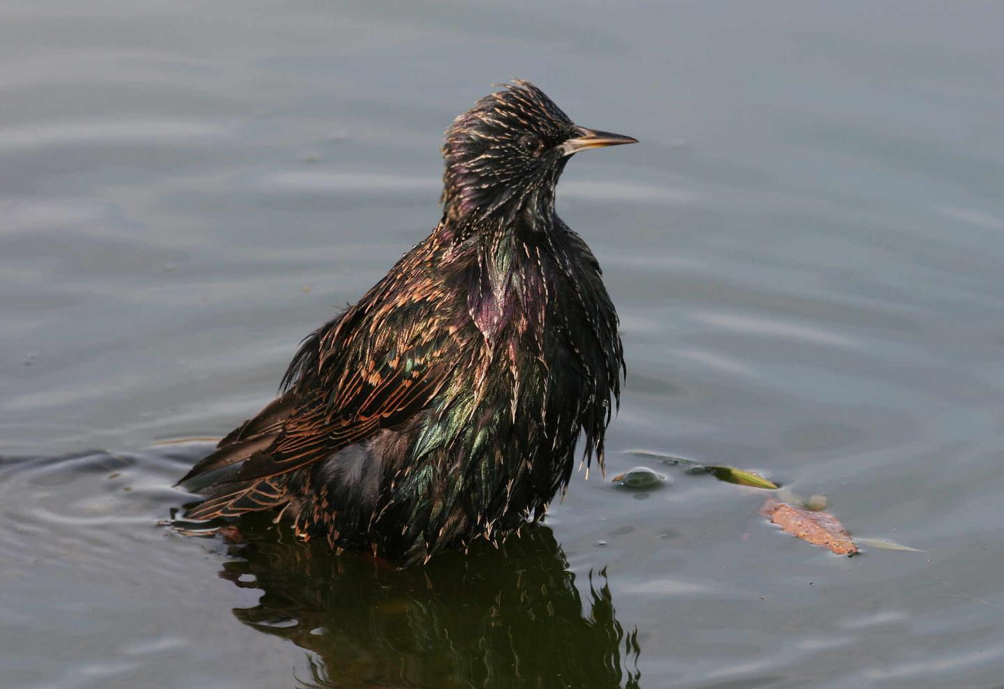 Starling (3 of 3) [IMAGE] | EurekAlert! Science News Releases