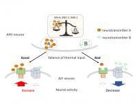 Worm nerve responses for good and bad | EurekAlert!