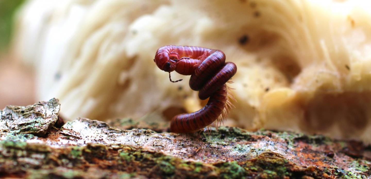 Myriapod [IMAGE] | EurekAlert! Science News Releases