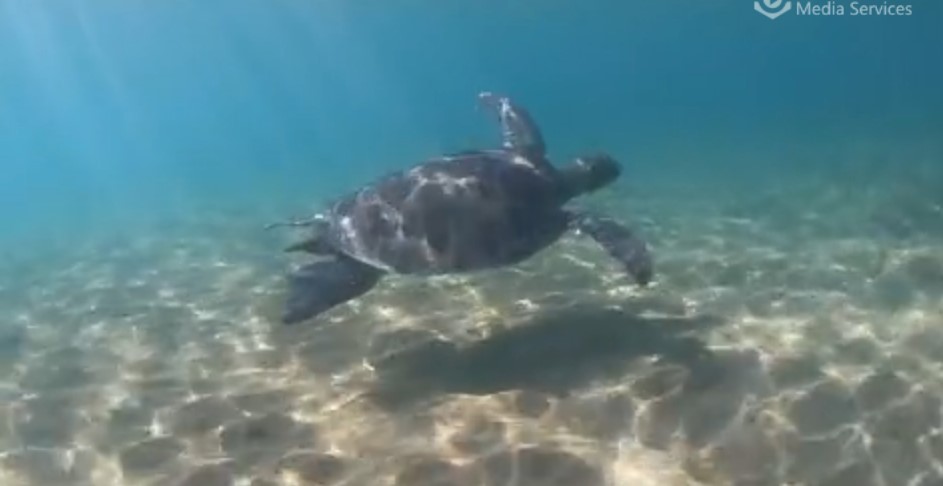 Adult green turtle [VIDEO] | EurekAlert! Science News Releases