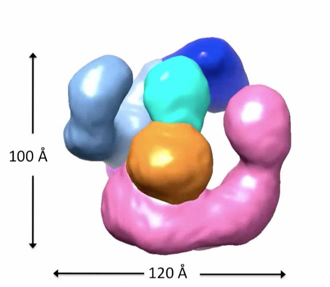 Tubulin Assembly Machine [IMAGE] | EurekAlert! Science News Releases