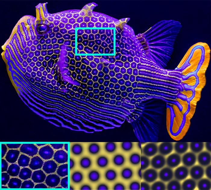 Fish pattern simulations [IMAGE] | EurekAlert! Science News Releases