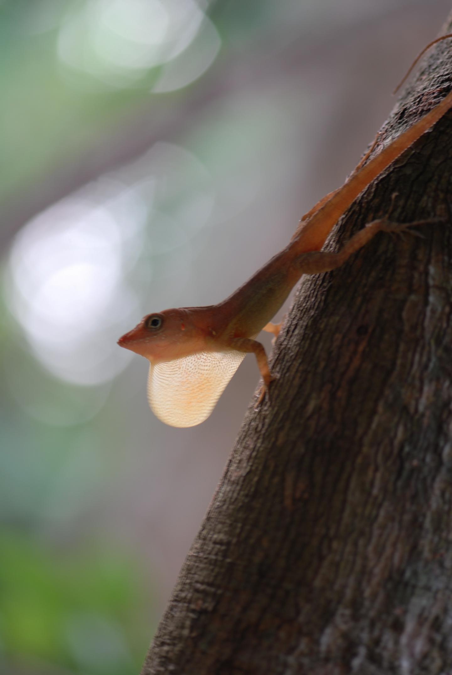Look at me! Forest-dwelling anoles 'glow' to | EurekAlert!