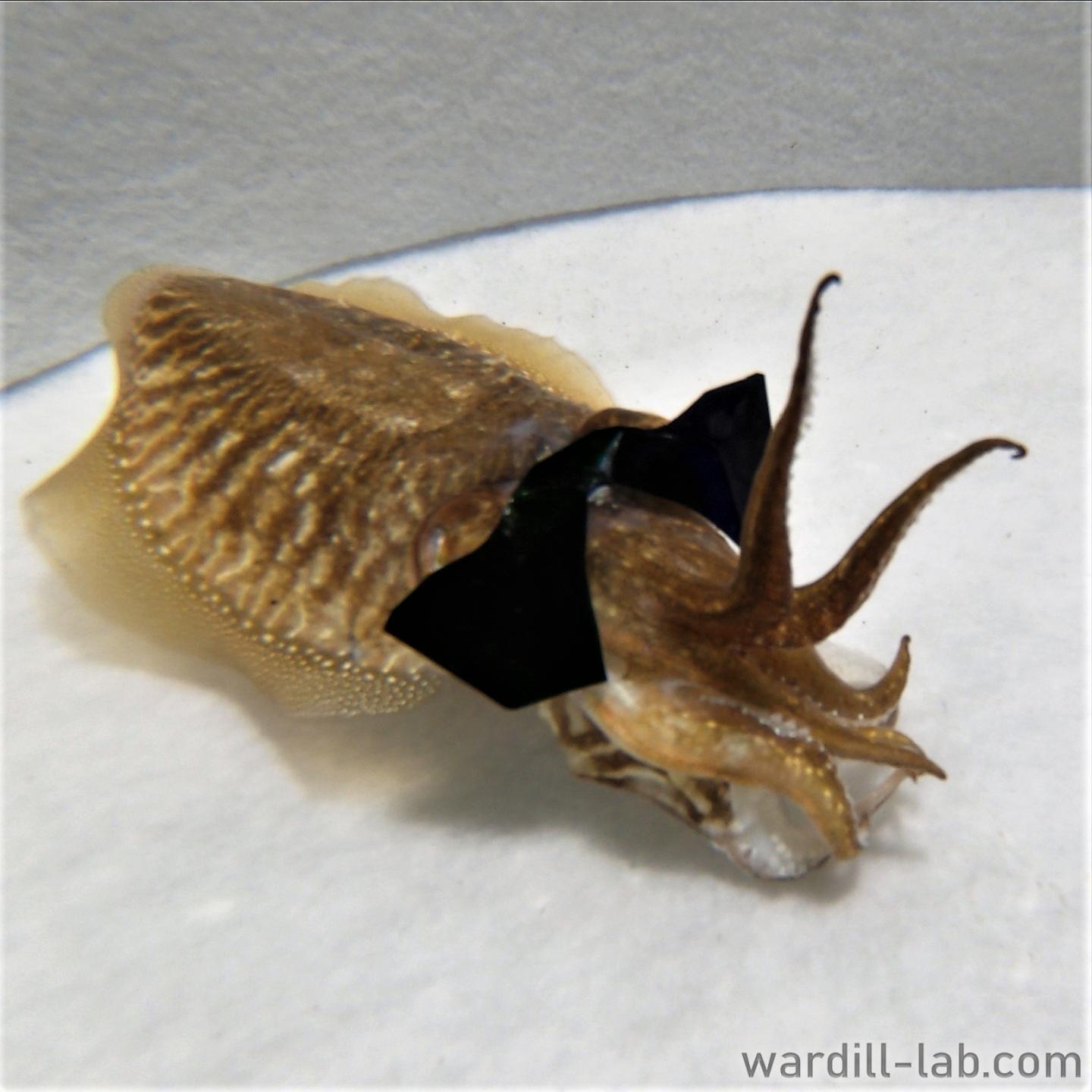 Cuttlefish Use Depth Perceptio [IMAGE] | EurekAlert! Science News Releases