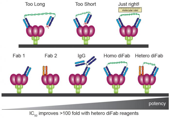 Using DNA as a Molecular Ruler [IMAGE] | EurekAlert! Science News Releases