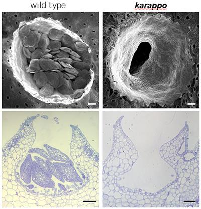 Figure 2 [IMAGE] | EurekAlert! Science News Releases