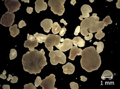 Bacterial Granules [IMAGE] | EurekAlert! Science News Releases