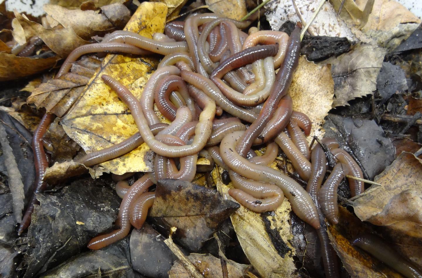 Earthworms [IMAGE] | EurekAlert! Science News Releases
