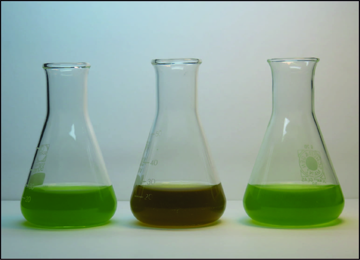 Path to the brown coloration of diatoms disco | EurekAlert!