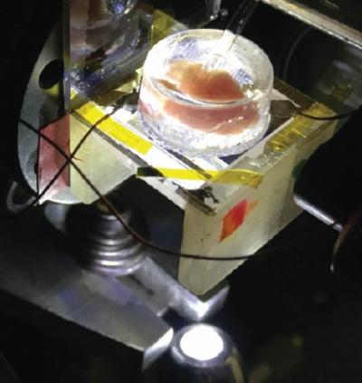 Chicken Heart in CAGE Device [IMAGE] | EurekAlert! Science News Releases