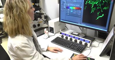 Invasive lung cancer cells display symbiosis | EurekAlert!