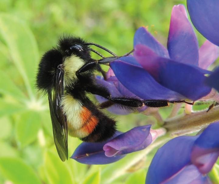 Bombus ephippiatus [IMAGE] | EurekAlert! Science News Releases