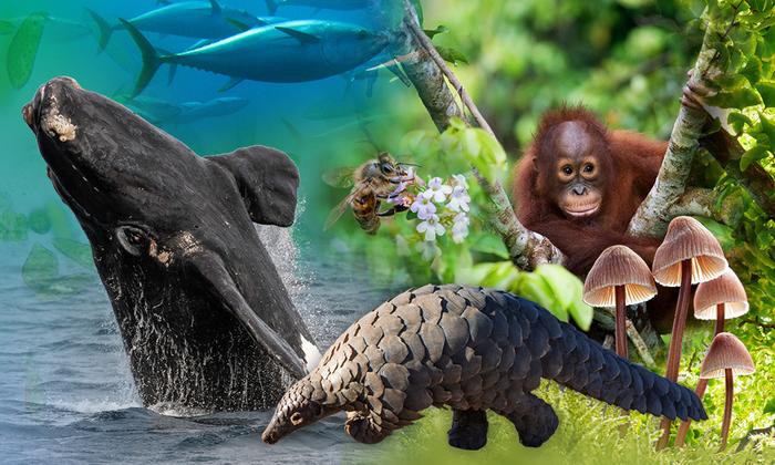 Global Biodiversity Data Porta [IMAGE] | EurekAlert! Science News Releases