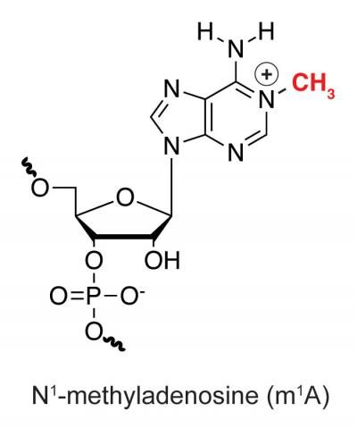New Messenger RNA Discovered [IMAGE] | EurekAlert! Science News Releases