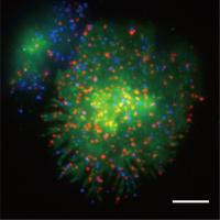 Biophysics explains how immune cells kill bac | EurekAlert!