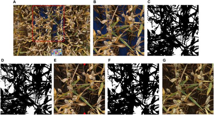 Revolutionizing wheat yield analysis: new met | EurekAlert!