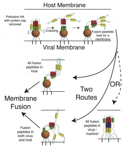 Flu 2 [IMAGE] | EurekAlert! Science News Releases