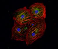 Genome editing goes hi-fi | EurekAlert!