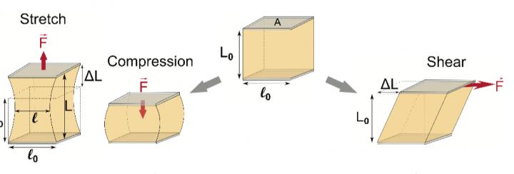 The force is strong within us: New study expl | EurekAlert!