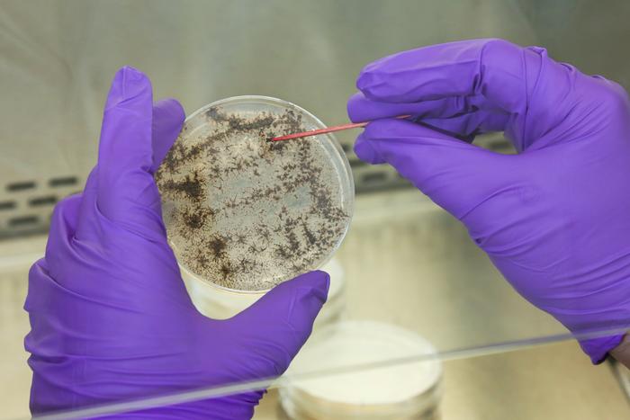 Rush hands with culture [IMAGE] | EurekAlert! Science News Releases