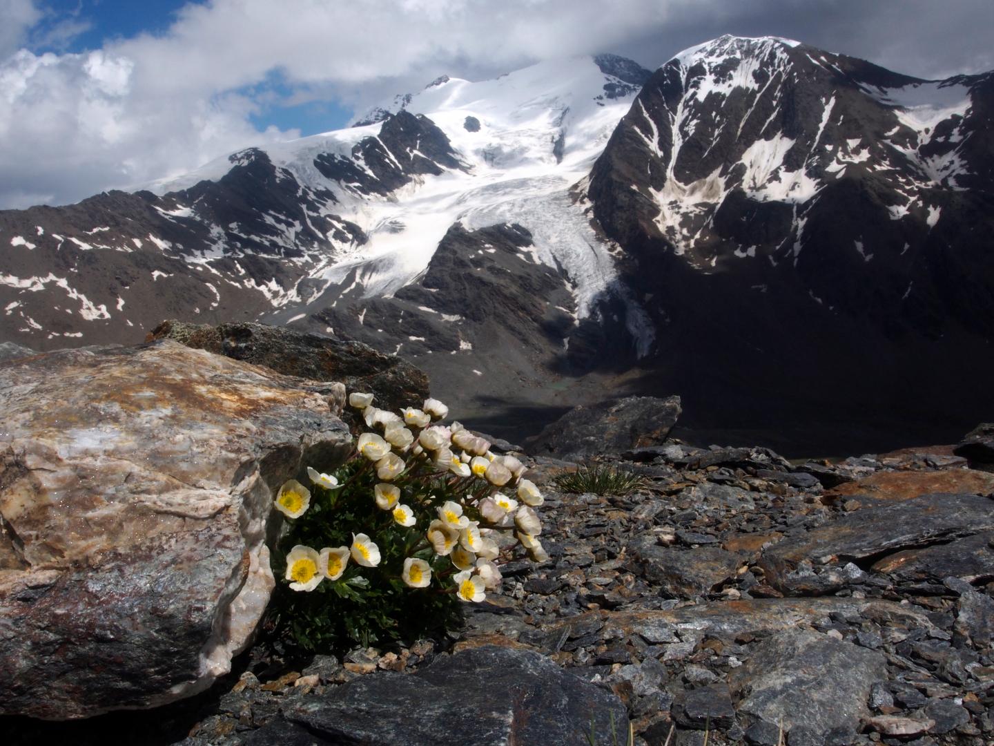 Glacier buttercup [IMAGE] | EurekAlert! Science News Releases