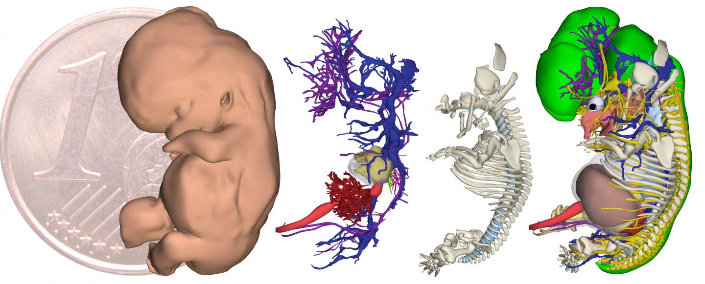 Interactive Map of the Developing Human Embry | EurekAlert!
