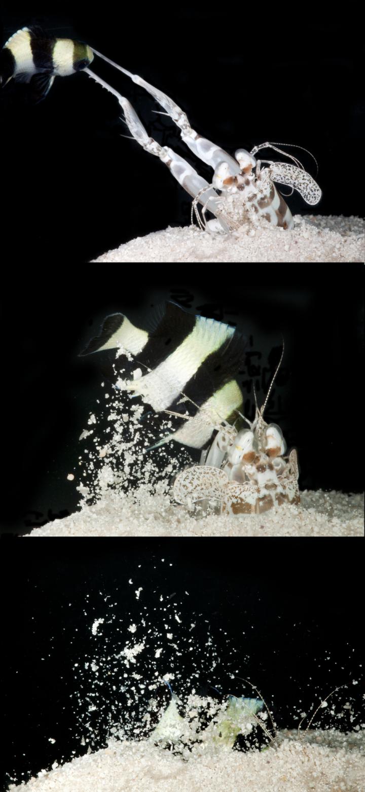 Mantis Shrimp Attack Human