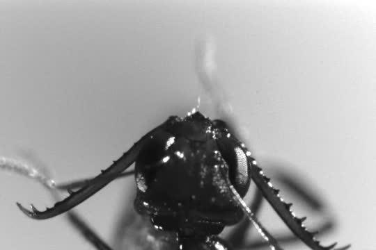 Scientists reveal how these ants snap their j | EurekAlert!