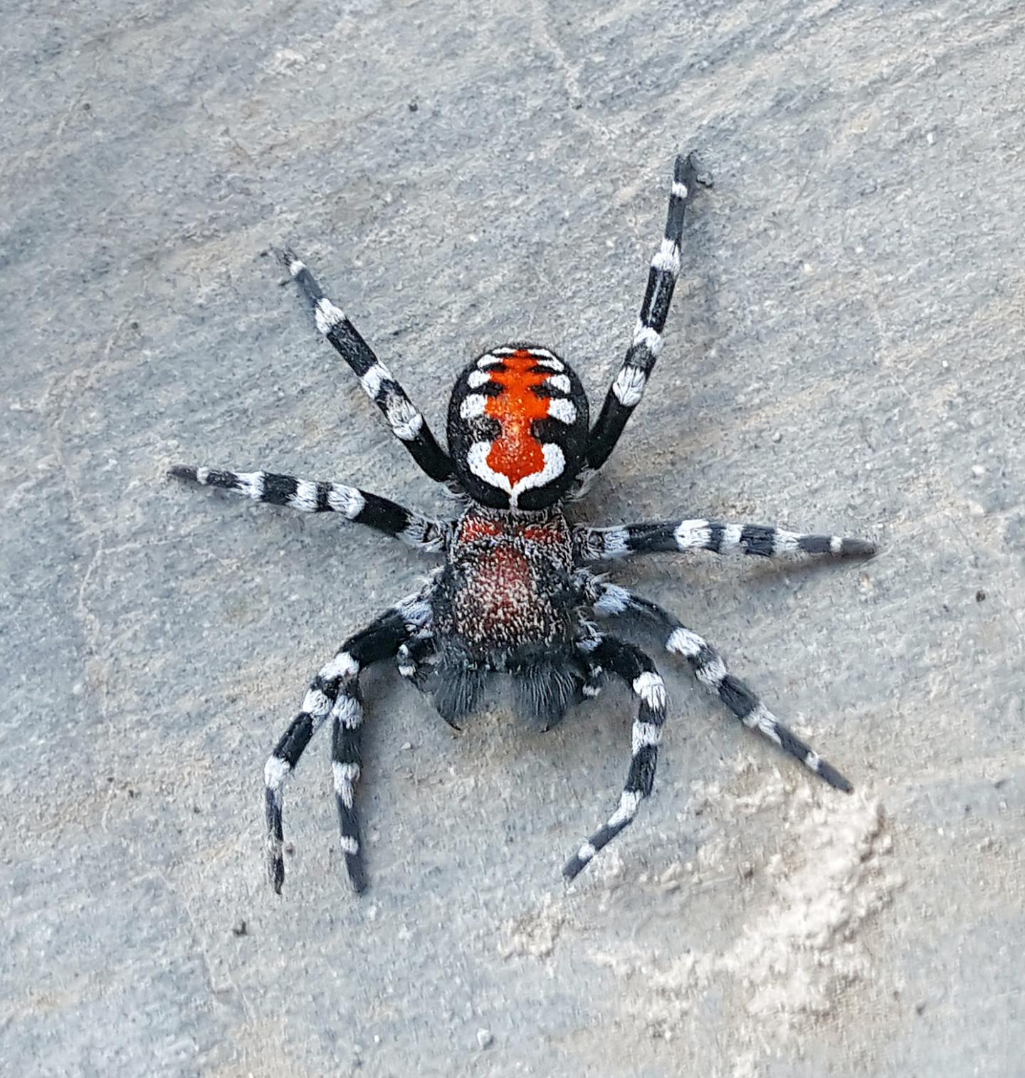 Loureedia phoenixi Spider [IMAGE] | EurekAlert! Science News Releases