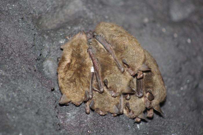 Little brown myotis [IMAGE] | EurekAlert! Science News Releases