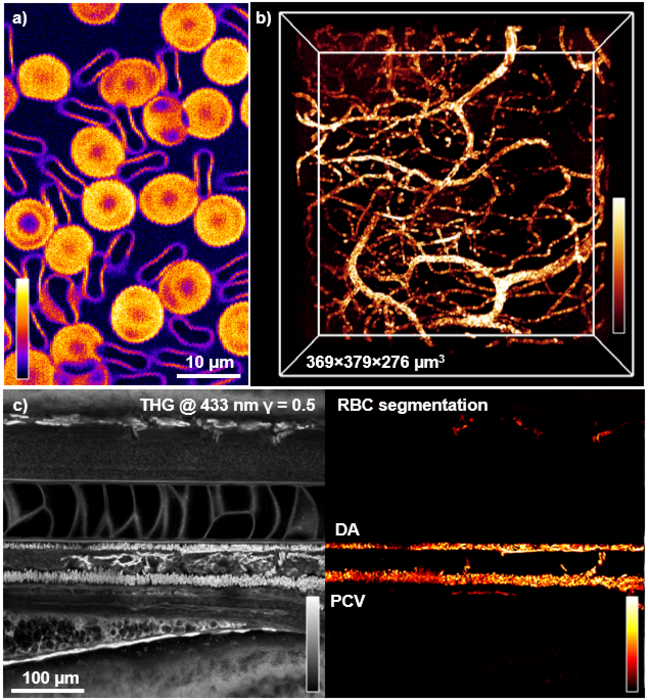 Label-free specific imaging of [IMAGE] | EurekAlert! Science News Releases