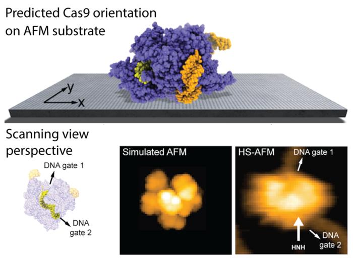 Researchers predict protein placement on AFM | EurekAlert!