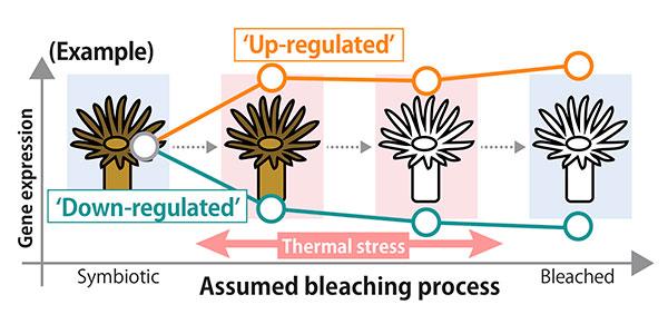 Altered Gene Expression May Tr [IMAGE] | EurekAlert! Science News Releases