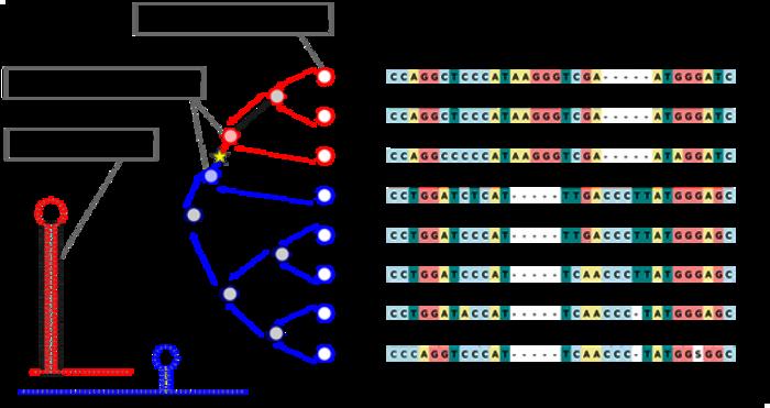 Gene history [IMAGE] | EurekAlert! Science News Releases