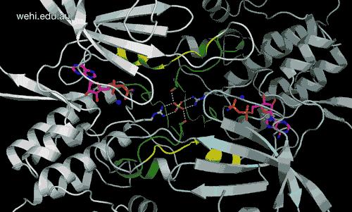 First View of Cancer Protein D [IMAGE] | EurekAlert! Science News Releases