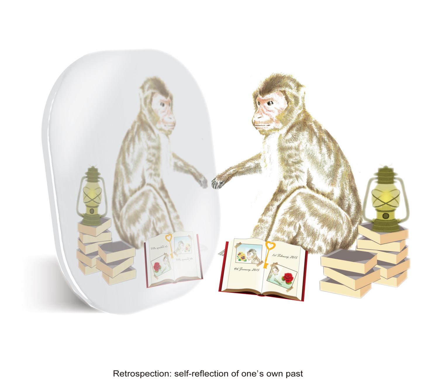 Macaques, Like Humans, Know How Well They Can | EurekAlert!